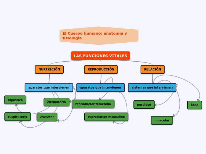 Las funciones vitales - Mind Map